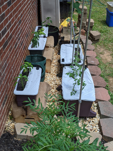 What’s In My Garden? | Home Grown Fruits and Veggies