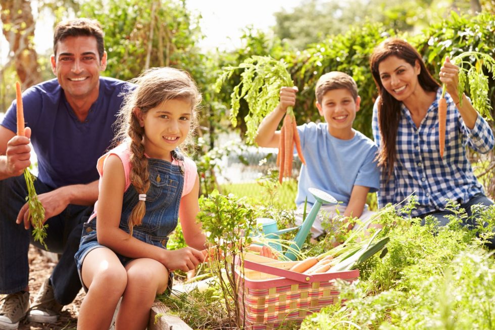 Ten Tips and Tricks for Home Grown Food Success | Home Grown Fruits and ...