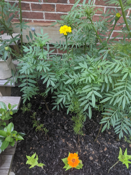 What’s In My Garden? | Home Grown Fruits and Veggies