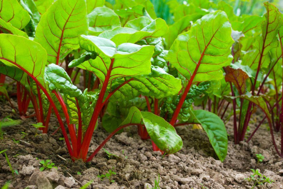 How to Grow Beets | Home Grown Fruits and Veggies